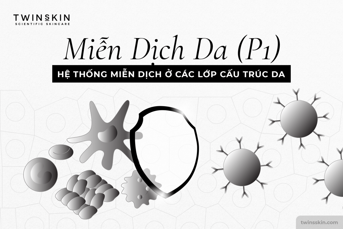 MIỄN DỊCH DA (P1) - HỆ THỐNG MIỄN DỊCH Ở CÁC LỚP CẤU TRÚC DA - Twins Skin