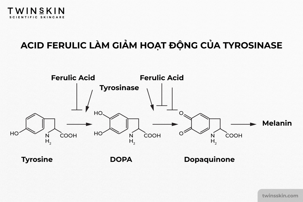 Ferulic Acid có tác dụng gì? Vì sao da nhạy cảm không nên bỏ qua nếu ...